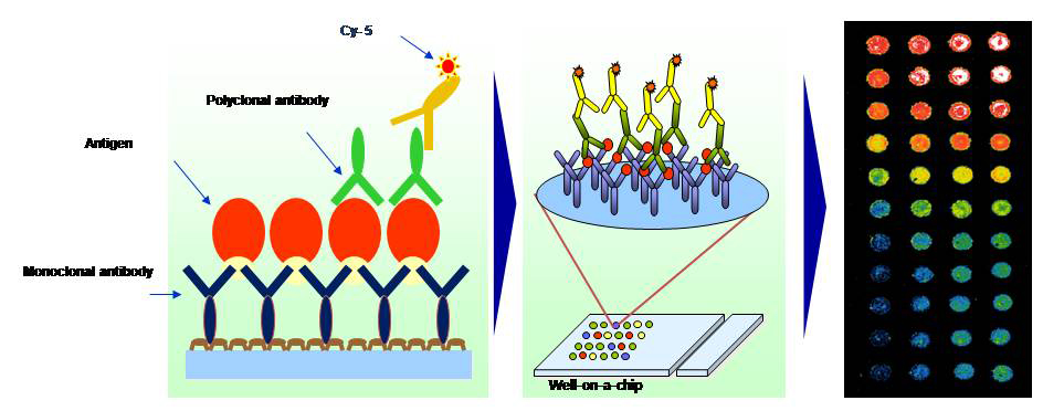 Immunoassay :: Proteogen